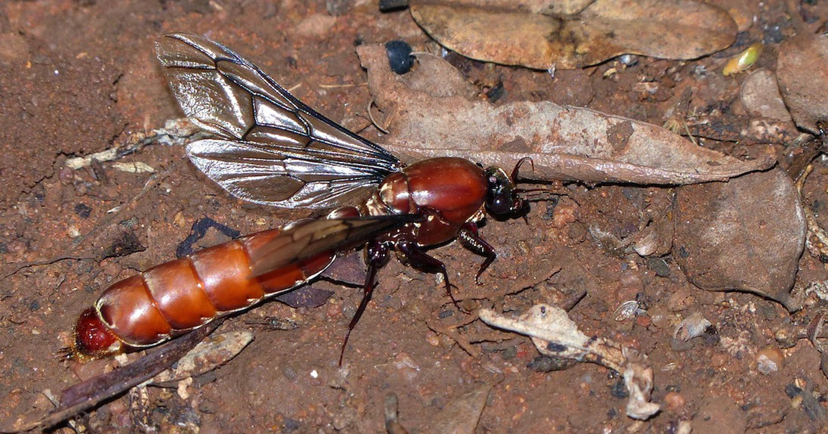 Die Ur-Vernichter - Periplaneta